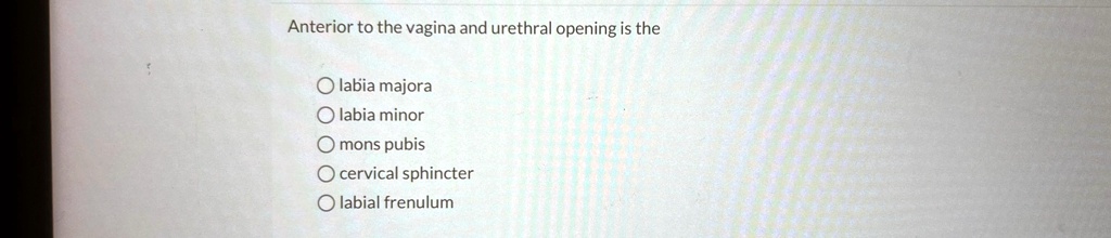 Anterior to the vagina and urethral opening is the ? labia majora ...