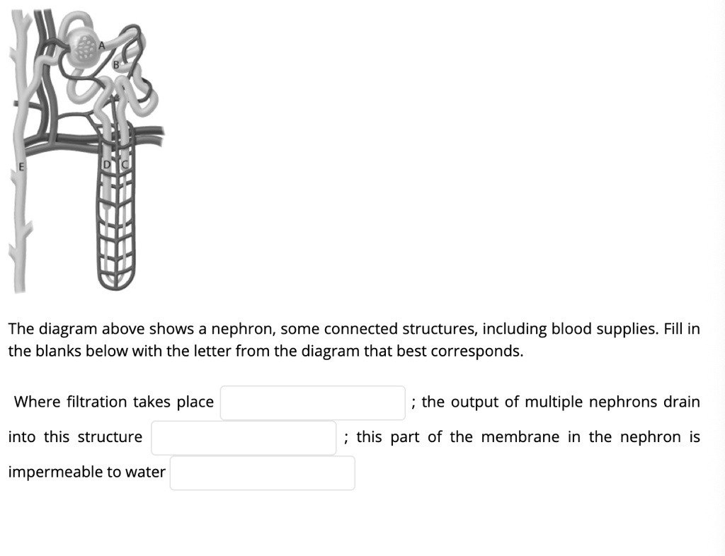 The diagram above shows a nephron, some connected structures, including ...