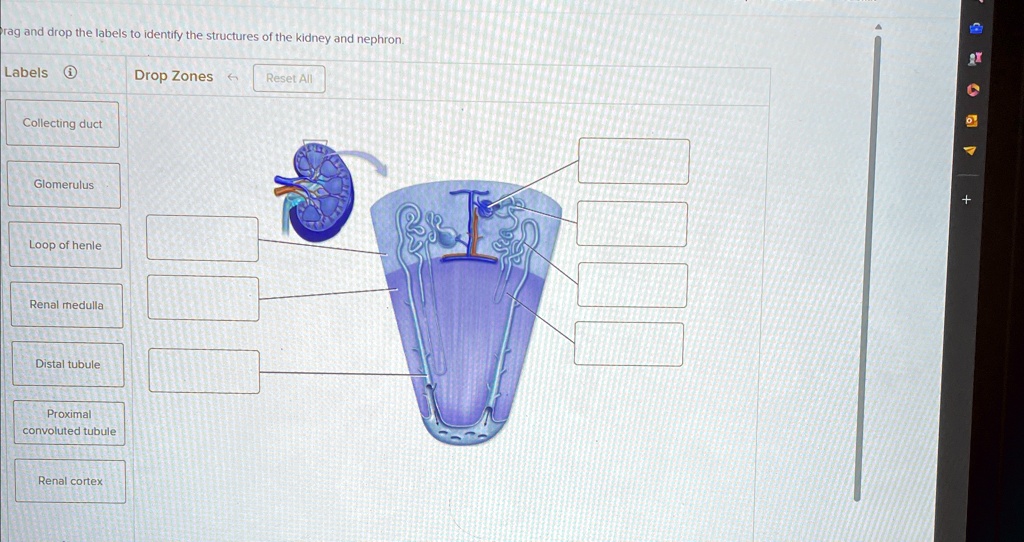 Drag and drop the labels to identify the structures of the kidney and nephron. Labels Drop Zones ...