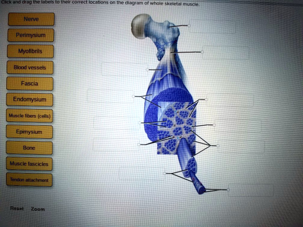 SOLVED: Click and drag the labels to their correct locations on the ...