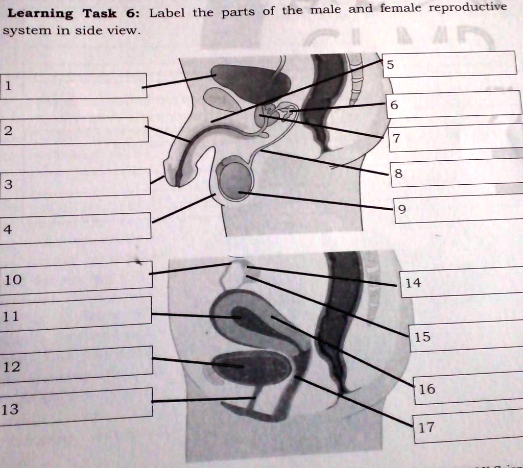 Learning Task 6: Label the parts of the male and female reproductive ...