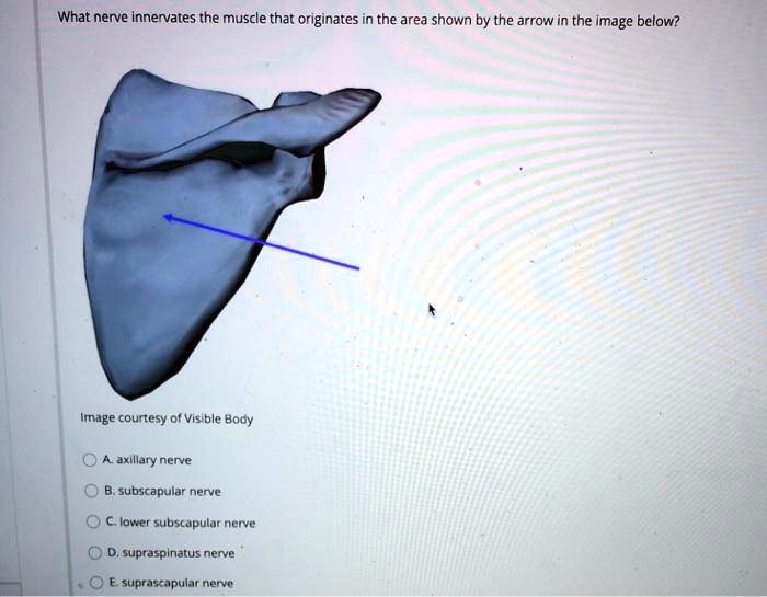 What nerve innervates the muscle that originates in the area shown by ...