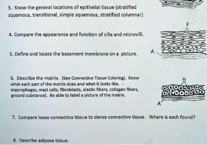 VIDEO solution: 3. Know the general locations of epithelial tissue ...