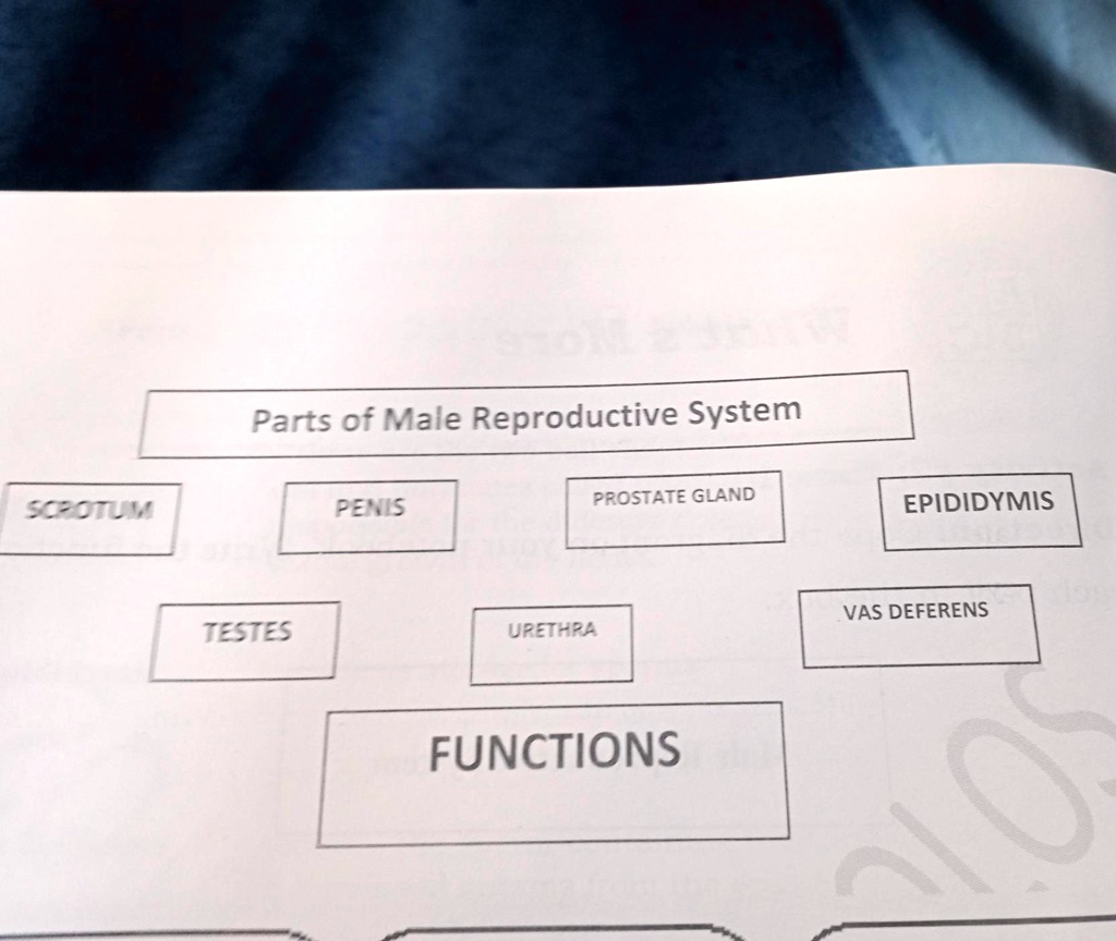 SOLVED: Parts of Male Reproductive System: PROSTATE GLAND, EPIDIDYMIS ...