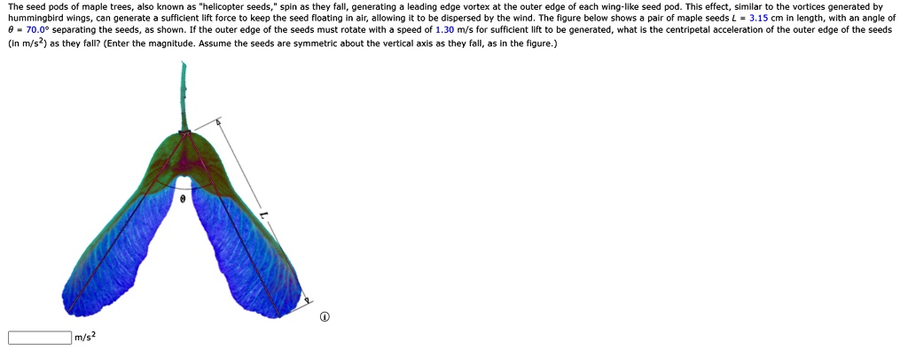 seed pods maple trees known nelicopter seeds they fall generating ...