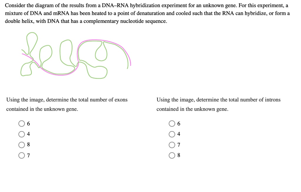 SOLVED: Consider the diagram of the results from a DNA-RNA ...