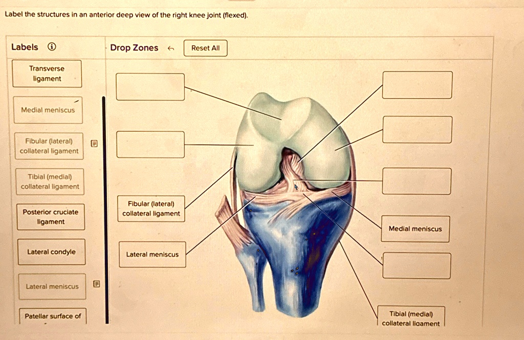 label the structures in an anterior deep view of the right knee joint ...