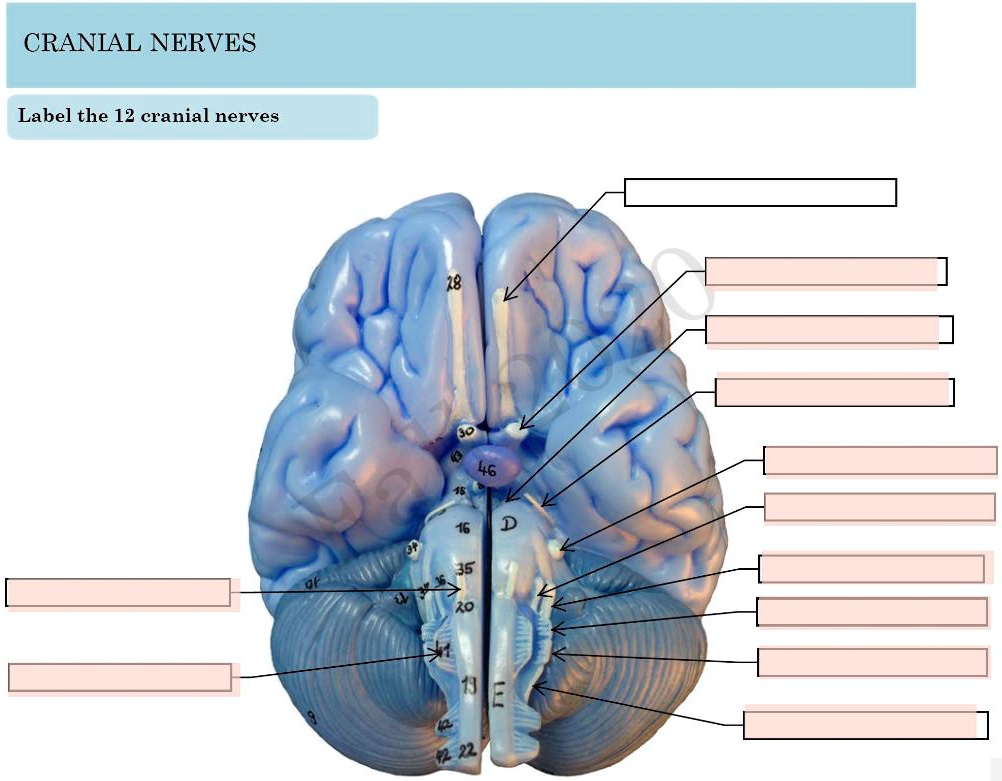 SOLVED: CRANIALNERVES Label the 12 cranial nerves 28 46 16 D 35 SOLVED: CRANIALNERVES Label the 12 cranial nerves 28 46 16 D 35
