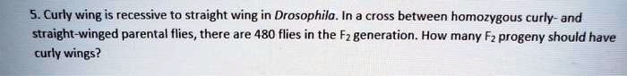 SOLVED: Curly wing is recessive to straight wing in Drosophila. In a ...