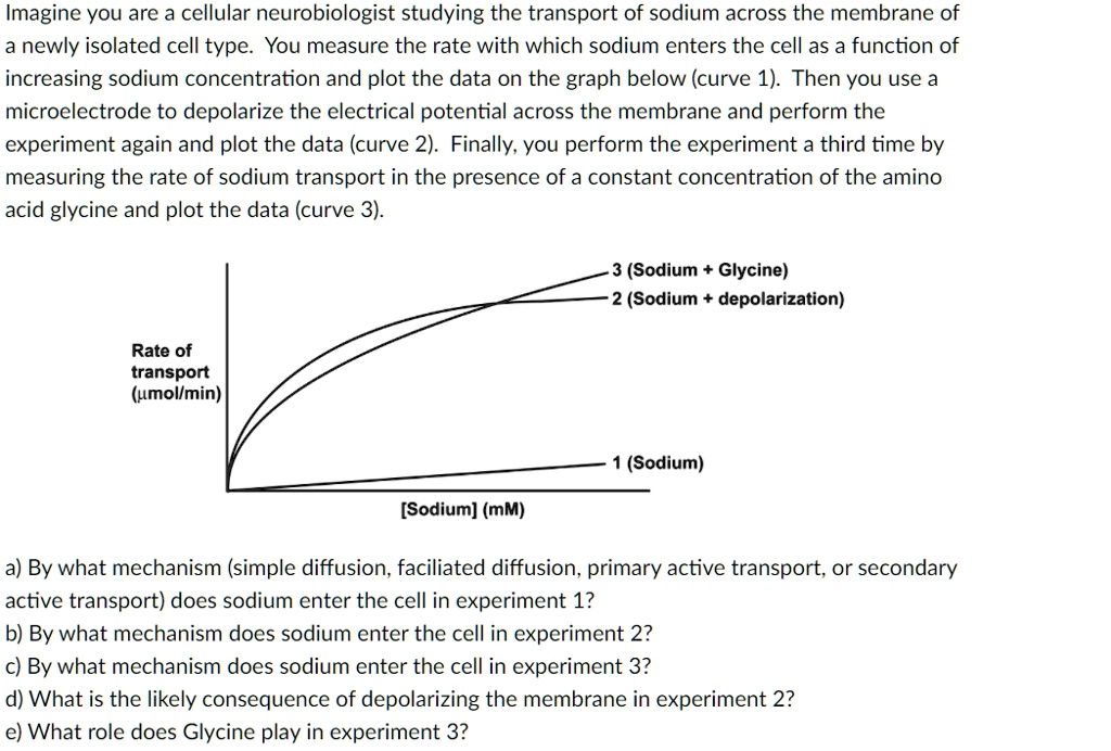 SOLVED: Imagine you are a cellular neurobiologist studying the ...