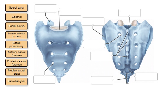 Sacral canal Coccyx Sacral hiatus Superior articular process Sacral ...