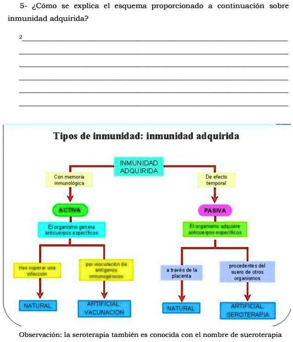 como se explica el esquema proporcionado a continuacion sobre inmunidad ...