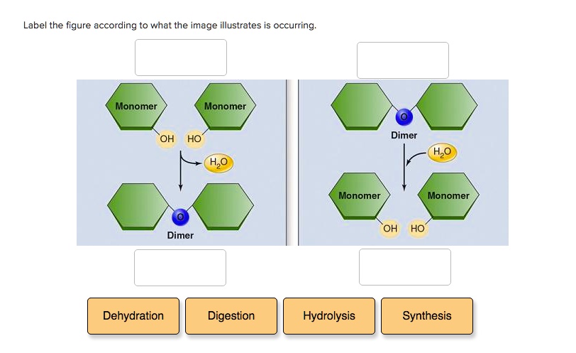 SOLVED: Labeb the figure according to what the image illustrates ...