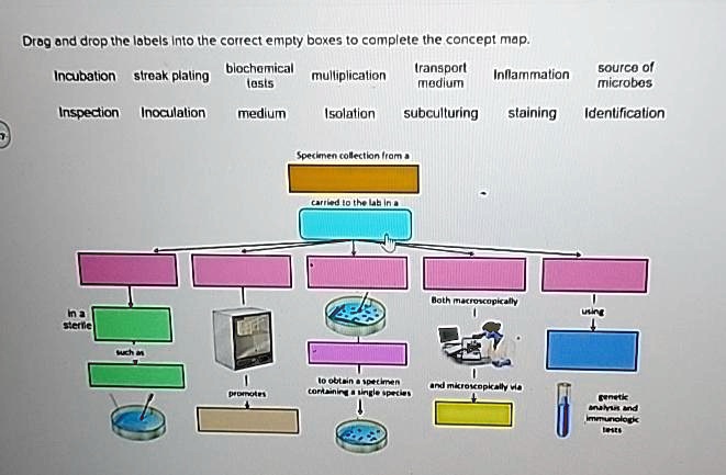 Drag and drop the labels into the correct empty boxes to complete the ...