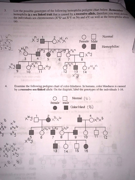 Solved List The Possible Genotypes Of The Following Hemophilia Pedigree Chart Below Remember