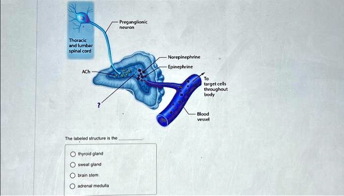 Thoracic and lumbar spinal cord ACh ? The labeled structure is the ...