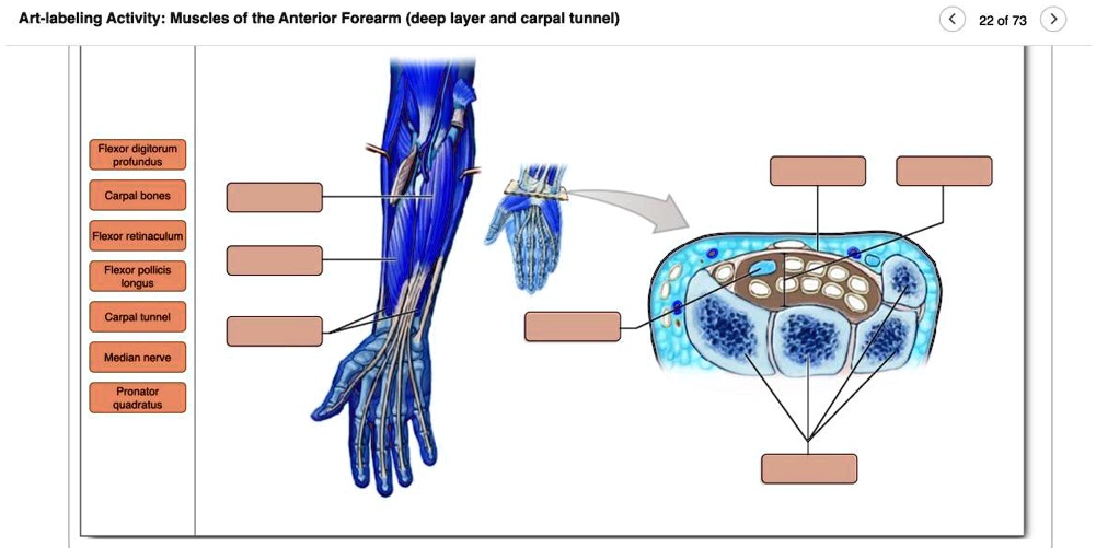 Solved Art Labeling Activity Muscles Of The Anterior Forearm Deep Layer And Carpal Tunnel 22