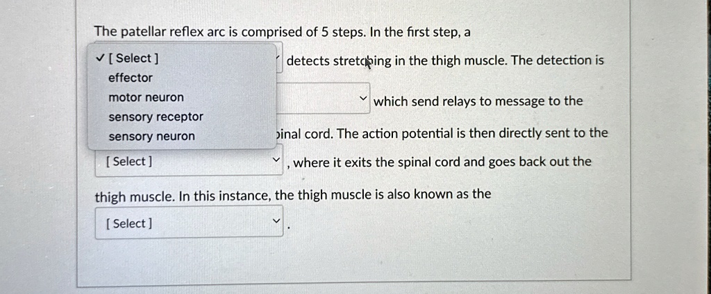 The patellar reflex arc is comprised of 5 steps. In the first step, a ...