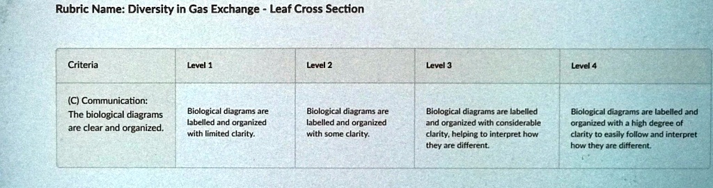 SOLVED: 'Grade 12 Diversity in gas exchange: Leaf Cross Section Rubric ...