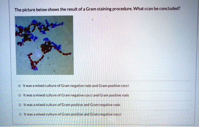 Gram Negative Rods And Gram Positive Cocci