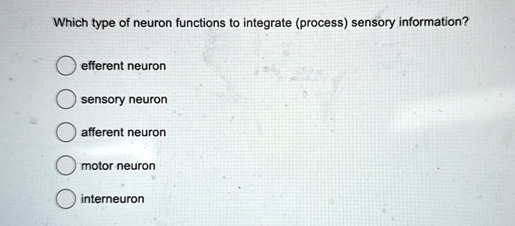 which type of neuron functions to integrate process sensory information ...