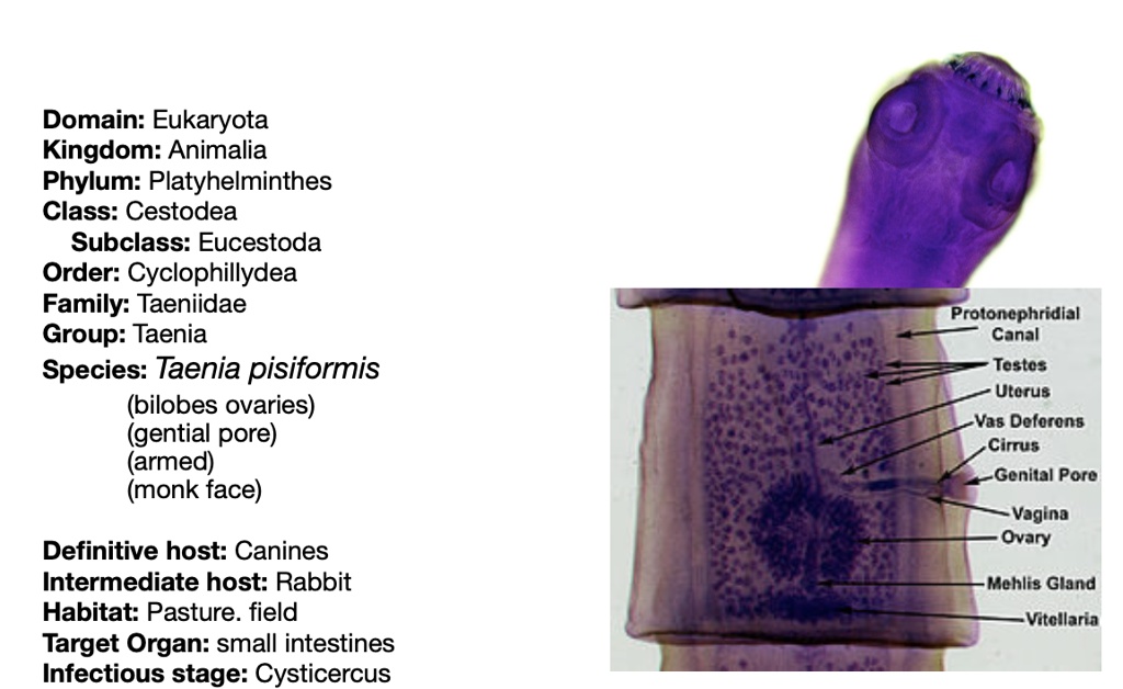 SOLVED: Domain: Eukaryota Kingdom: Animalia Phylum: Platyhelminthes ...