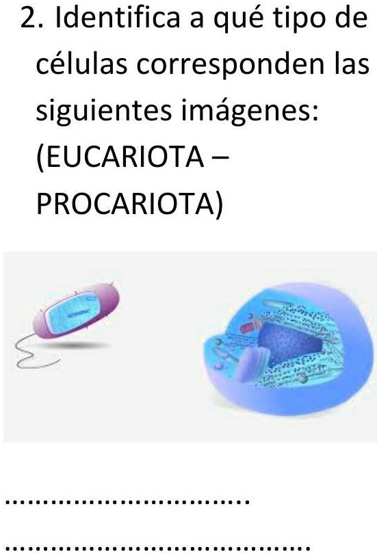 SOLVED: holaa me ayudan por favor 2. Identifica a qué tipo de células ... SOLVED: holaa me ayudan por favor 2. Identifica a qué tipo de células ...