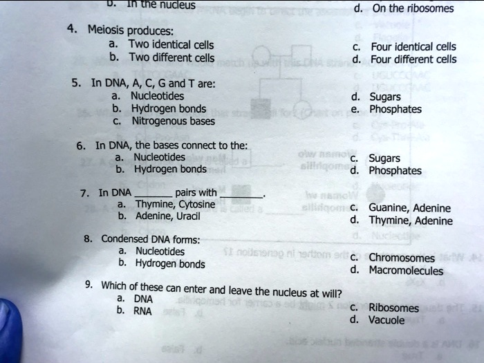 Inrtne nucleus on the ribosomes meiosis produces two...