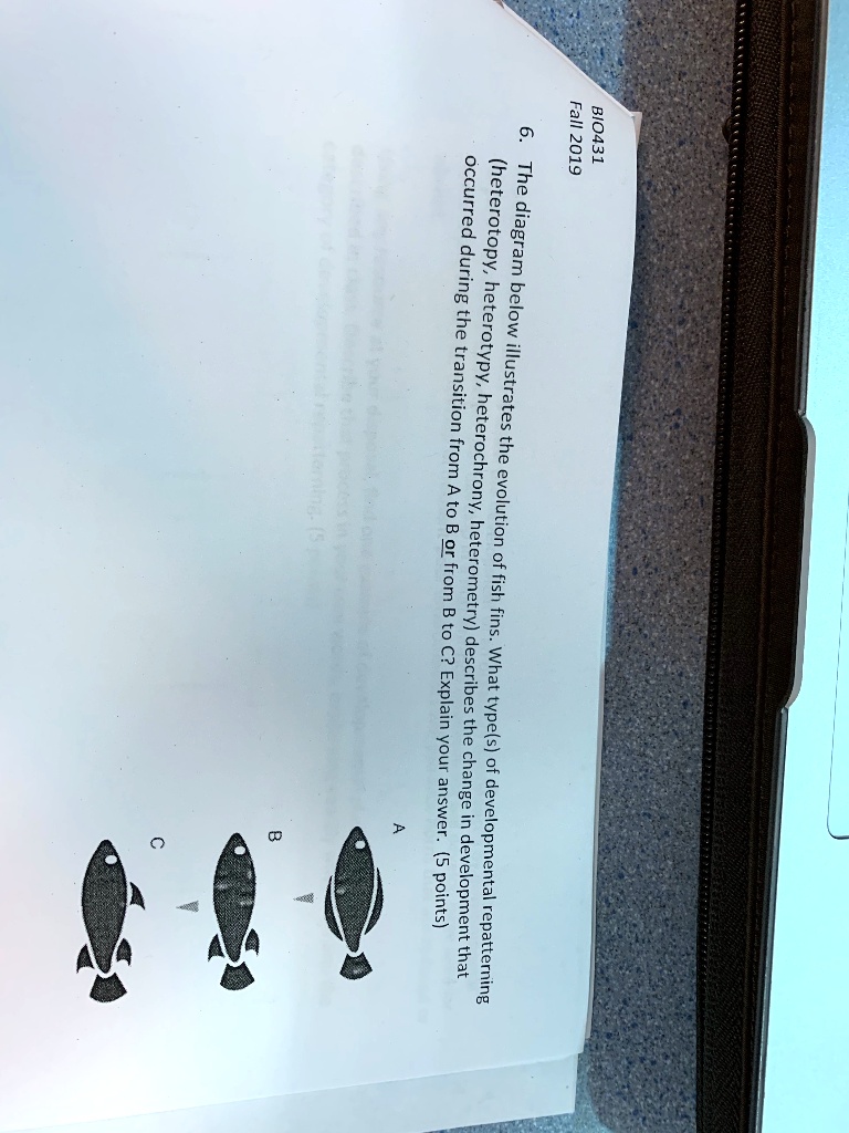 SOLVED:Fao2819 occurred The (heterotopy; diagram during the 'heterotypy ...