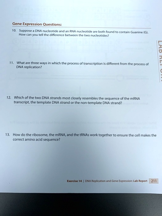 SOLVED: Gene Expression Questions: Suppose a DNA nucleotide and an RNA nucleotide are both found ...