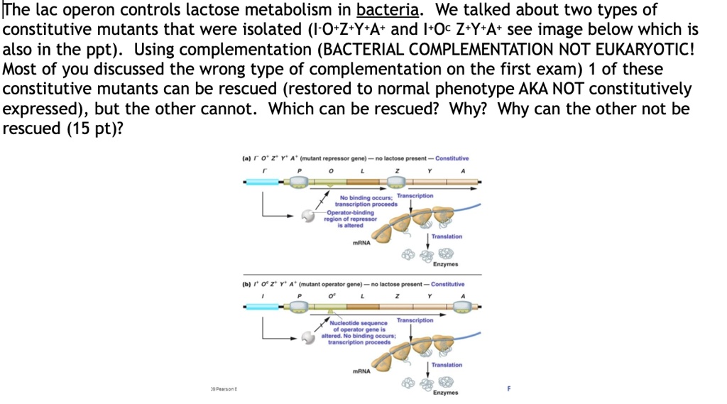 the lac operon controls lactose metabolism in bacteria we talked about ...