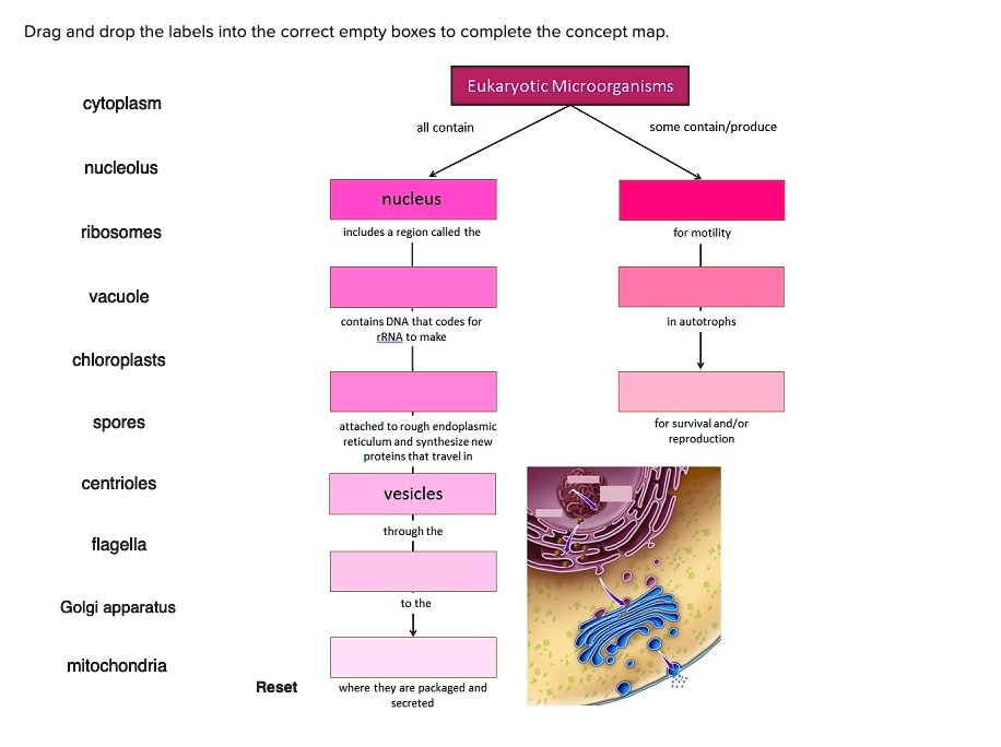 drag and drop the labels into the correct empty boxes to complete the ...