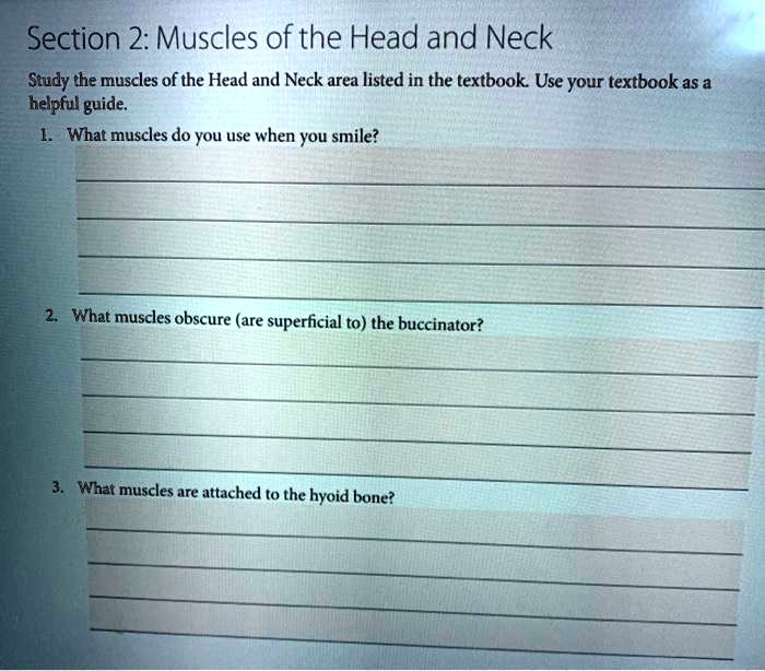 SOLVED: Section 2: Muscles of the Head and Neck Study the muscles of ...