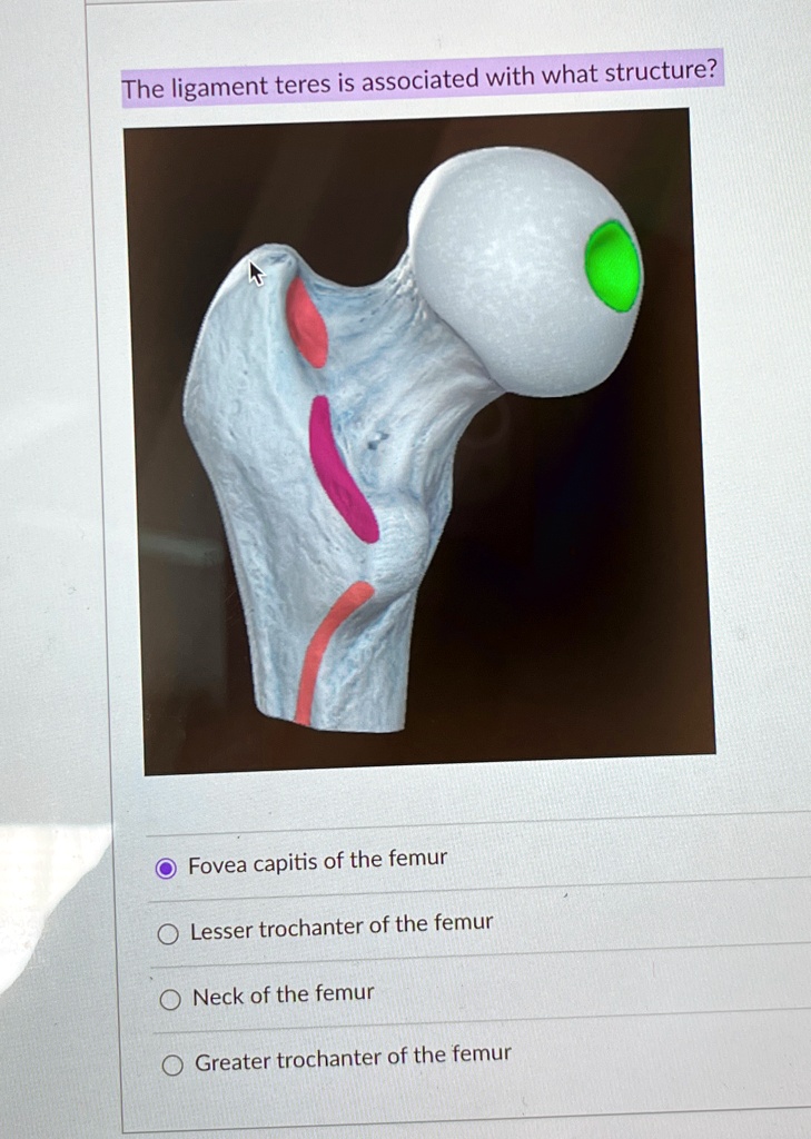 the ligament teres is associated with what structure fovea capitis of ...
