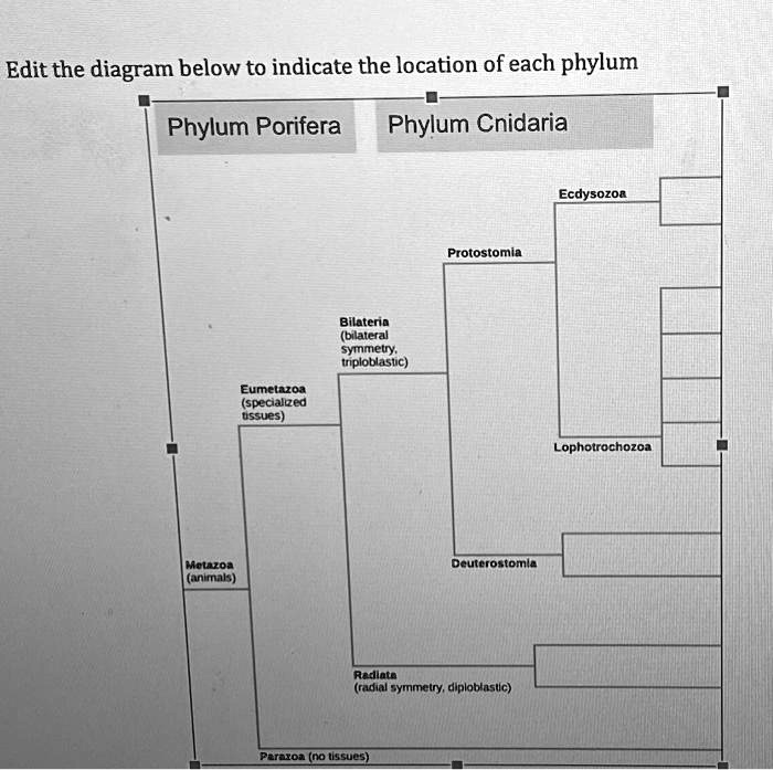 edit the diagram below to indicate the location of each phylum phylum ...