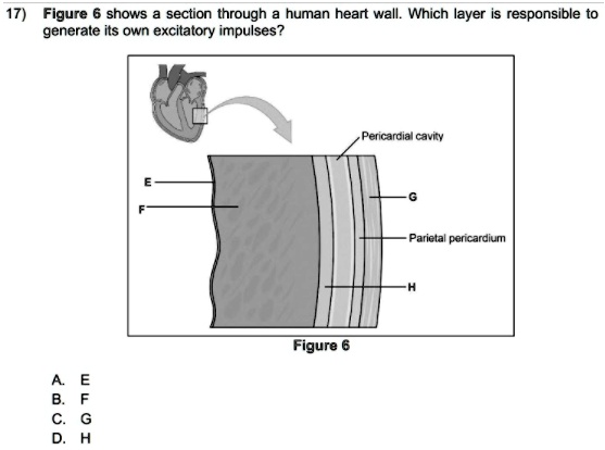 17 figure shows section through human heart wall which layer is ...