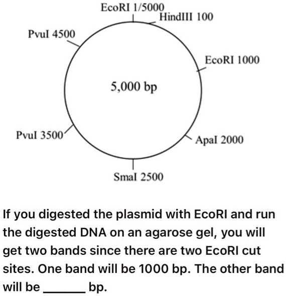 ecori 5000 hindhl 00 pvul 4500 ecori 000 5000 bp pvul 3500 apal 2000 smal 2500 if you digested ...