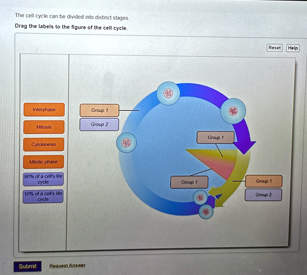 the cell cycle can be divided into distinct stages drag the labels to ...