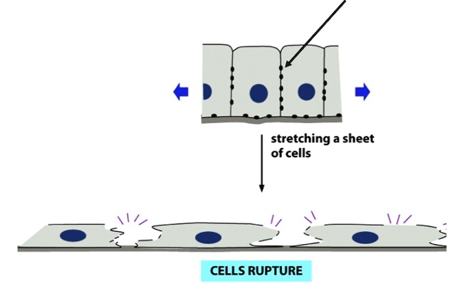 SOLVED: stretching sheet of cells CELLS RUPTURE