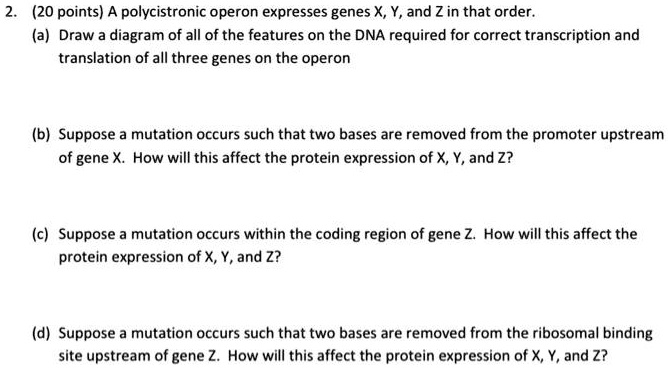 SOLVED: (20 points) A polycistronic operon expresses genes X, Y, and Zin that order. (a) Draw ...
