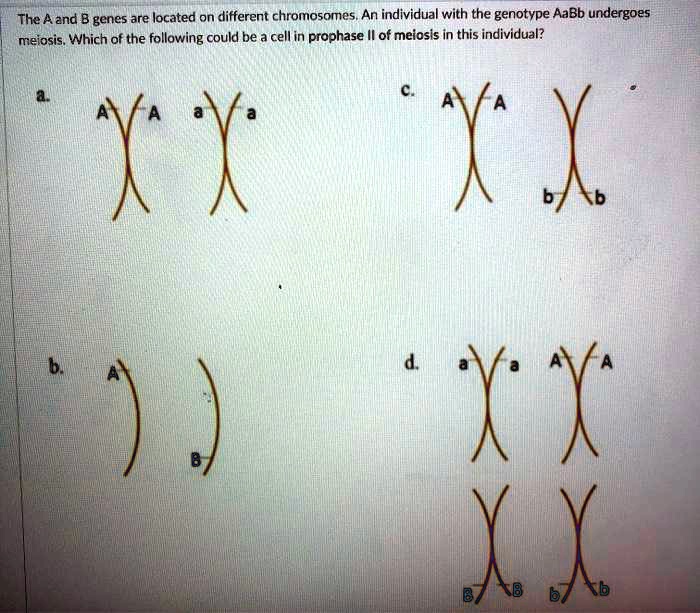 the a and b genes are located on different chromosomes an individual ...