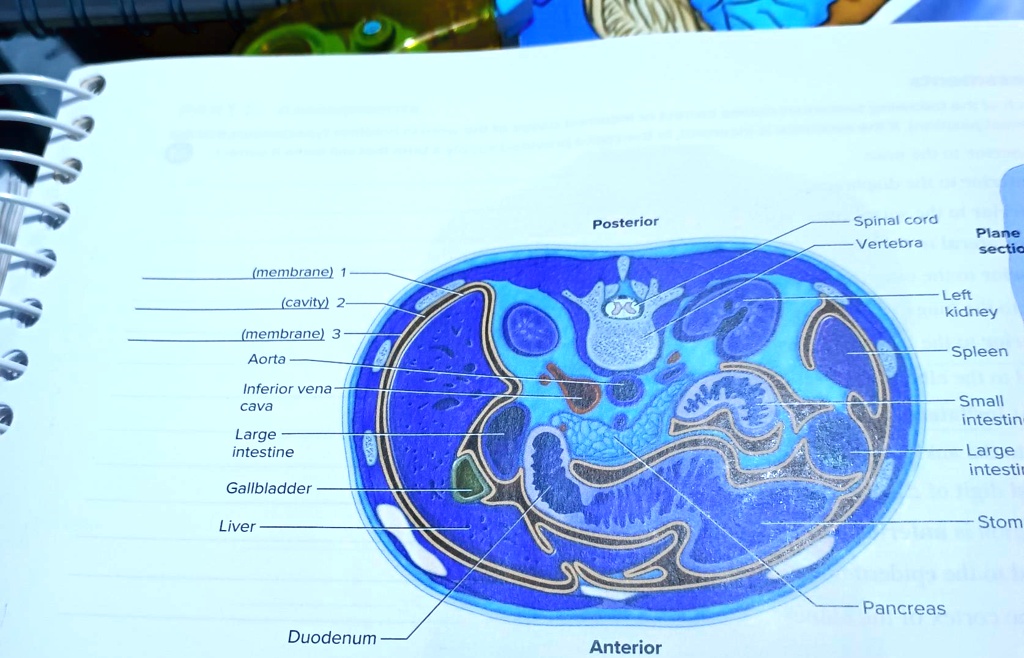 (membrane) 1 (cavity) 2- (membrane) 3 Aorta Inferior vena cava Large ...