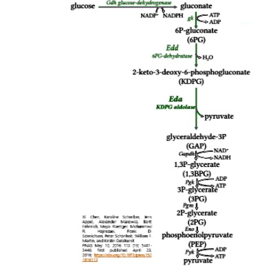 glucose G6P glucose-dehydrogenase gluconate NADP+ NADPH g6P ATP ADP 6P ...