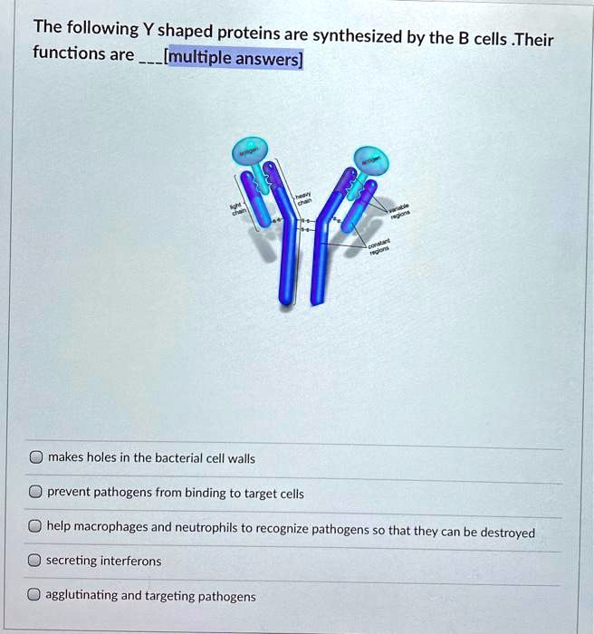 the following y shaped proteins are synthesized by the b cells their ...