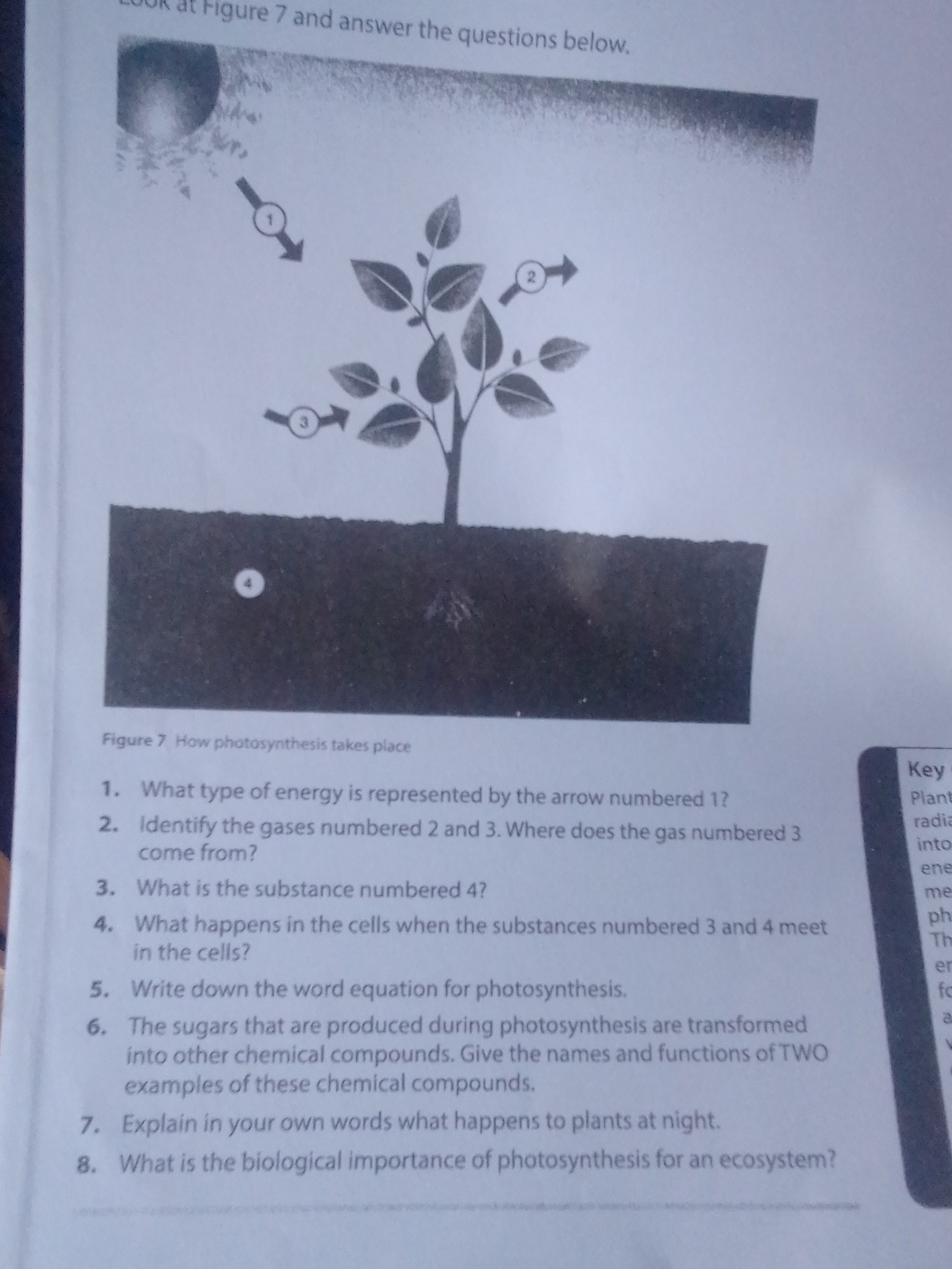 SOLVED: Figure 7 How photosynthesis takes place 1. What type of energy ...