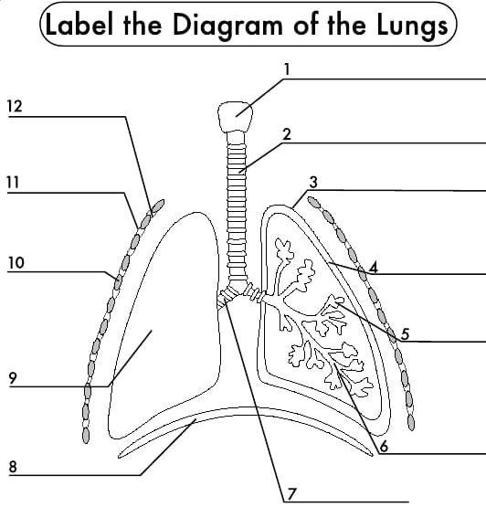 [GET ANSWER] Label the Diagram of the Lungs 12 11 10 9 8 7 1 2 3 4 5 6