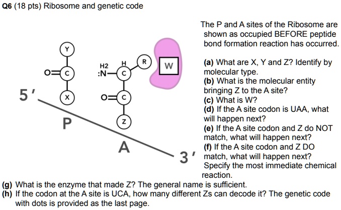 q6 18 pts ribosome and genetic code the p and a sites of the ribosome ...