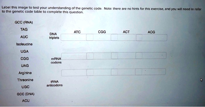 label this image to test your understanding of the genelic code note ...