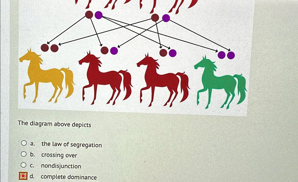 The diagram above depicts a. the law of segregation b. crossing over c ...