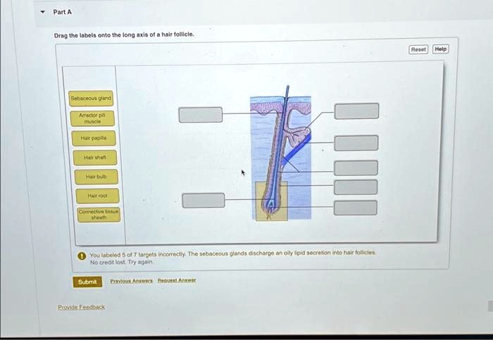 SOLVED: Texts: Part A Drag the labels onto the long axis of a hair ...